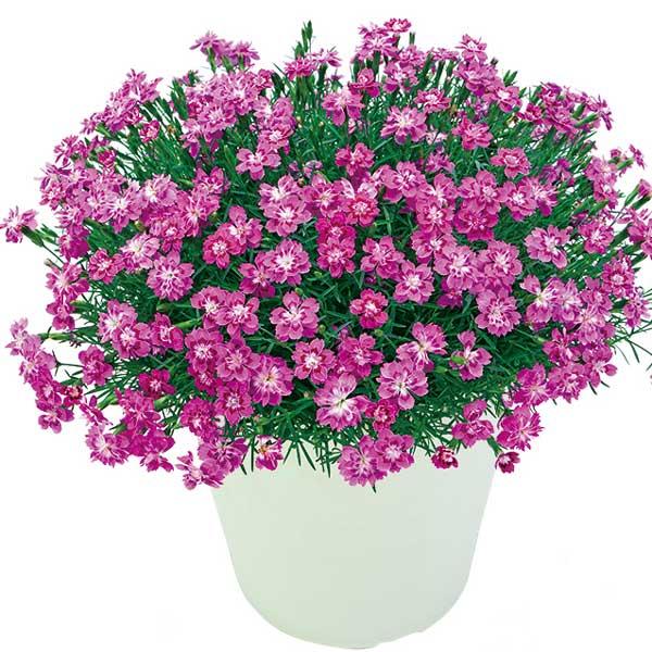 春から晩秋まで長期間花を楽しめる品種になります。株はコンパクトにまとまり、ボリュームのある草姿になります。サイズ：3寸鉢（写真3枚目参照）※写真は見本です。実際のお届けの苗と大きさや姿が異なることがございます。※季節により葉の色が濃くなった...