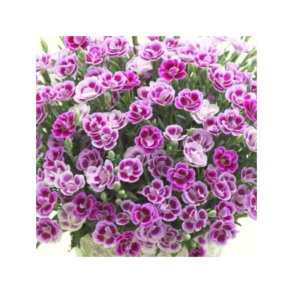 春から晩秋まで長期間花を楽しめる品種になります。株はコンパクトにまとまり、ボリュームのある草姿になります。サイズ：3寸鉢（写真2枚目参照）※写真は見本です。実際のお届けの苗と大きさや姿が異なることがございます。※季節により葉の色が濃くなった...