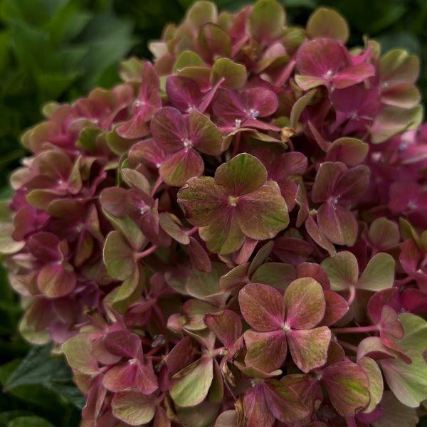 開花後、チョコレート色に変化していきます。酸性度により、花の色味は異なります分枝が良く、多くの花を咲かせます。直射日光を避ければ植栽も可能です。花弁（装飾花）が厚く丈夫なため、満開後にすぐに枯れてしまわず、おしゃれなアンティーク調のカラーに...