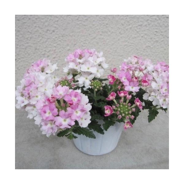 大輪の花を咲かせ、病気にも強い、宿根性のバーベナです。株はコンパクトにまとまり、ボリュームのある草姿になります。1株でも大きく育ち、春、秋とお楽しみいただけます。サイズ：3寸鉢（写真2枚目参照）※写真は見本です。実際のお届けの苗と大きさや姿...