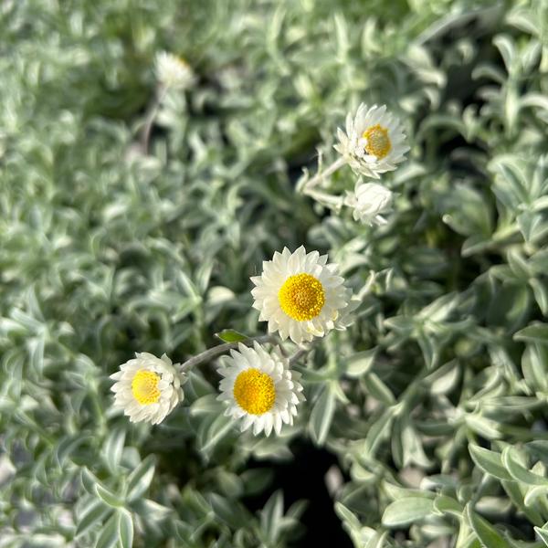 シルバーの葉がきれいなヘリクリサムです。非常に育てやすく、寒さに強いです。サイズ：3寸鉢※写真は見本です。実際のお届けの苗と大きさや姿が異なることがございます。※花はついておりません。