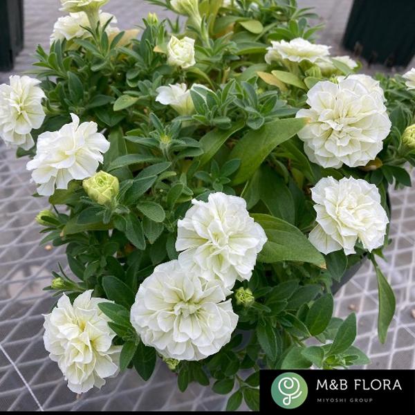 一般的なペチュニアに比べて分枝が多く、花も強く雨に強いです。草姿、花色、花形も多様なバリエーションが魅力で、暑さ、乾燥にも強く、夏の花壇を彩るのに欠かせないお花です。旧名称：ミヨシ系 エメラルドコットンから名称変更になりました。サイズ：3寸...