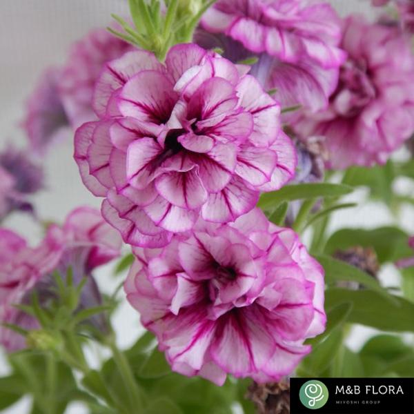 一般的なペチュニアに比べて分枝が多く、花も強く雨に強いです。草姿、花色、花形も多様なバリエーションが魅力で、暑さ、乾燥にも強く、夏の花壇を彩るのに欠かせないお花です。旧名称：ミヨシ系 アメジストベインから名称変更になりました。サイズ：3寸鉢...