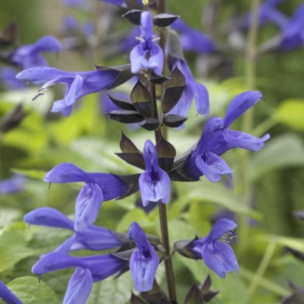 サルビアの中でも、お手入れが簡単なのに次々と脇芽が育ってたくさんの花が咲き、ボリュームたっぷりの姿に育つのサルビアです。落ち着いた色合いで、葉も美しく、花が咲くまではグリーンとしても活躍してくれます。霜が降りる初冬頃まで咲き、一度植えると長...