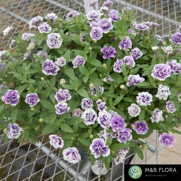 一般的なペチュニアに比べて分枝が多く、花も強く雨に強いです。草姿、花色、花形も多様なバリエーションが魅力で、暑さ、乾燥にも強く、夏の花壇を彩るのに欠かせないお花です。旧名称：ミヨシ系 トパーズブルーから名称変更になりました。サイズ：3寸鉢（...