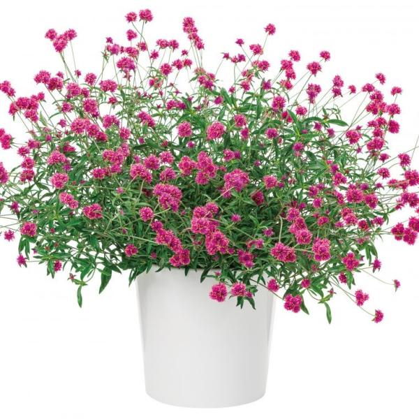 分枝が多く見ごたえのある千日紅です。かなり強いです。花は10月まで咲き、花を摘めば次の花が咲きます。サイズ：3寸鉢（写真2枚目参照）※写真は見本です。実際のお届けの苗と大きさや姿が異なることがございます。※花はついておりません。※登録品種に...