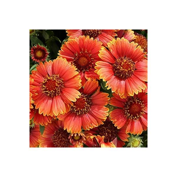 春から秋にかけて咲き続けます。直径10cm程度の花をたくさん咲かせます。耐寒性、耐暑性のある品種で一度植えると毎年咲きます。サイズ：3寸鉢（写真3枚目参照）※写真は見本です。実際のお届けの苗と大きさや姿が異なることがございます。※花はついて...