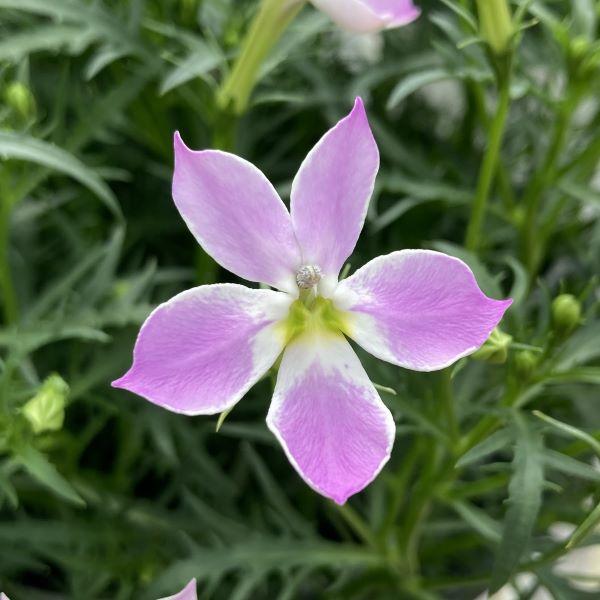 星のような可愛いお花が咲きます！！真夏にも強く、晩秋まで長く花が咲きます！サイズ：3寸鉢（写真4枚目参照）※写真は見本です。実際のお届けの苗と大きさや姿が異なることがございます。※花はついておりません。※登録品種につき、販売目的での増殖は禁...