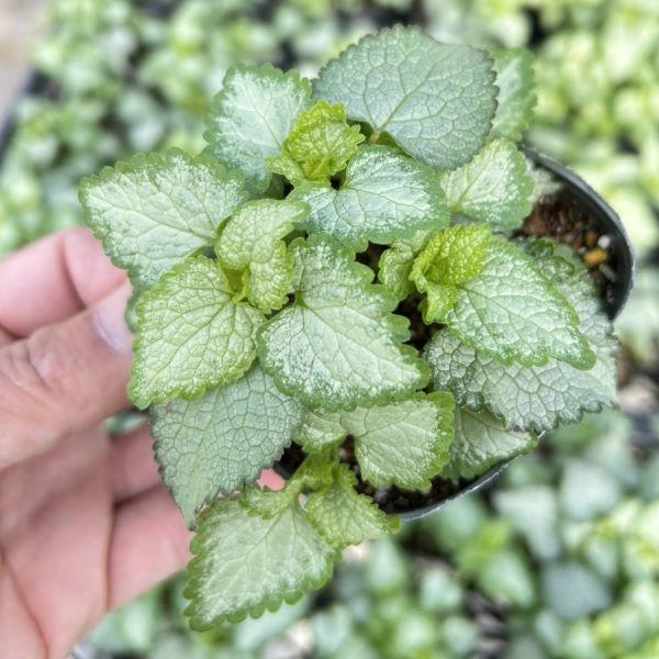 グランドカバーや寄せ植えに最適のラミウムです。寒さにも強く大きく広がります。サイズ：3寸鉢※写真は見本です。実際のお届けの苗と大きさや姿が異なることがございます。※花はついておりません。