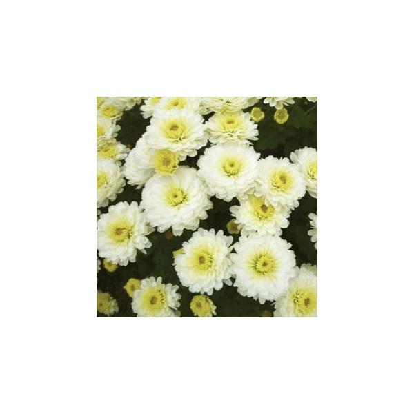 ポンポン咲きのガーデンマム♪秋に咲き、お庭でも鉢植でも楽しめます。宿根草で基本的には翌年も株が残り咲きます。サイズ：3寸鉢（写真2枚目参照）※写真は見本です。実際のお届けの苗と大きさや姿が異なることがございます。※花はついておりません。※登...
