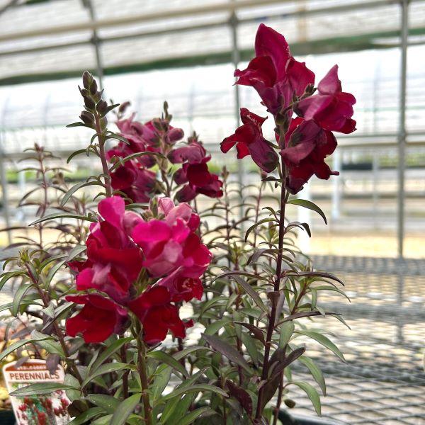 ダークカラーの葉が年中楽しめます。暑さに強く、初夏まで咲き、秋も早めに開花します。ガーデンでの開花草丈は25〜40cm程度になります。花壇苗としても適しています。サイズ：3寸鉢（写真2枚目参照）※写真は見本です。実際のお届けの苗と大きさや姿...
