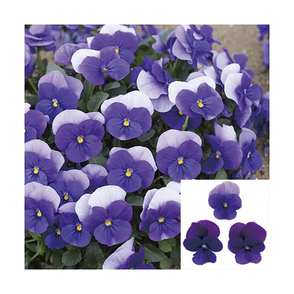 秋から春にかけてきれいな花を咲かせてくれるビオラです。抜群の花上がりで、連続開花します。株姿がバランスよくコンパクトにまとまり、花つきもいいので鉢植えや寄せ植えに最適です。※この品種は特性上、花色の濃淡、模様のパターンに幅があり、栽培方法・...