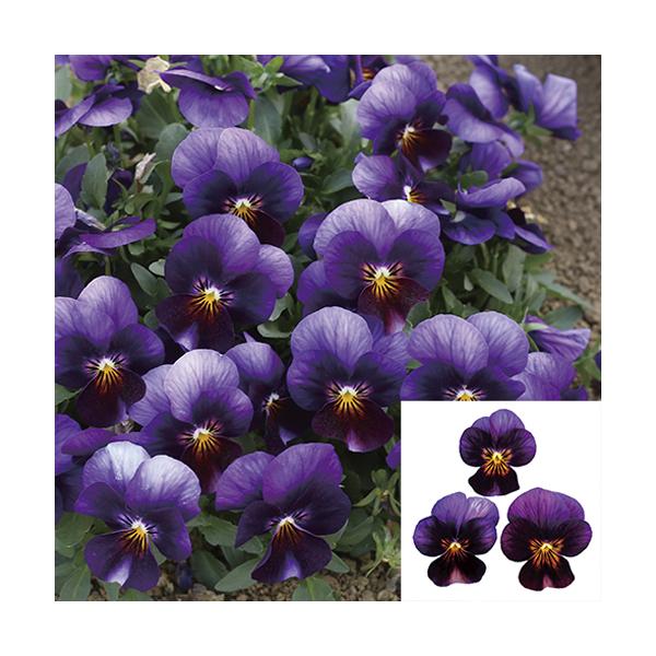 秋から春にかけてきれいな花を咲かせてくれるビオラです。抜群の花上がりで、連続開花します。株姿がバランスよくコンパクトにまとまり、花つきもいいので鉢植えや寄せ植えに最適です。※この品種は特性上、花色の濃淡、模様のパターンに幅があり、栽培方法・...