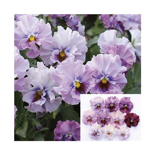 秋から春にかけてきれいな花を咲かせてくれるパンジーです。ビオラに近い小さめの花で、花びらがゆるやかにウェーブしており、フリルのような形状が特徴です。株姿がバランスよくコンパクトにまとまり、花つきもいいので鉢植えや寄せ植えに最適です。※この品...