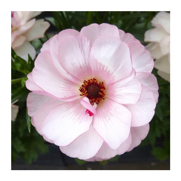 ■■■必ずお読みください■■■・転売を目的とした購入は禁止致します。　発覚した場合ご注文はキャンセル致します。・おひとり様1品種5ポット限りとなります。　複数回にわけてご注文頂いた場合はご注文はキャンセル致します。シルクのような光沢があり、...