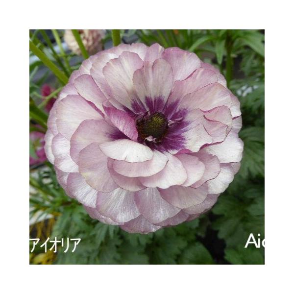 ■■■必ずお読みください■■■・転売を目的とした購入は禁止致します。　発覚した場合ご注文はキャンセル致します。・おひとり様1品種2ポット限りとなります。　複数回にわけてご注文頂いた場合はご注文はキャンセル致します。シルクのような光沢があり、...