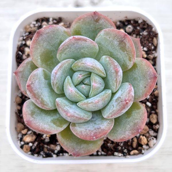 海外から輸入のエケベリアです。当農場がカット苗を発根し、鉢上げしたものをお送りします。サイズ：2.5寸鉢※写真は見本です。実際のお届けの苗と大きさ、姿が異なることがございます。※子が付いている写真の場合は子が付いていないものが届くことがあり...