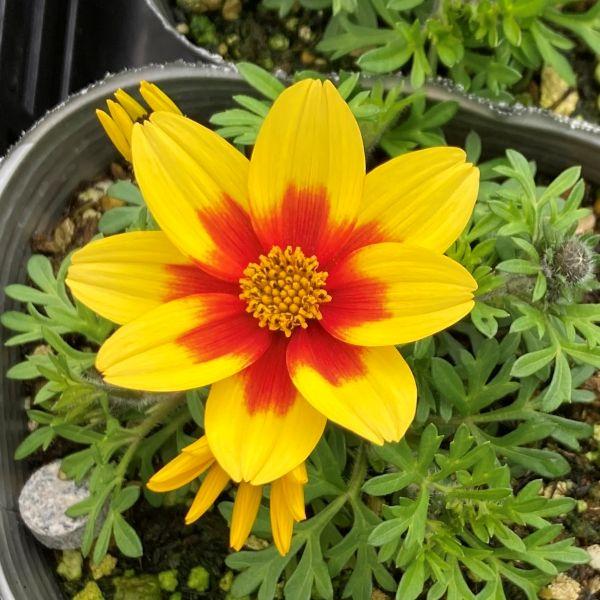 一重または半八重咲きの花が咲きます。当店で販売している苗は一重咲きになります。従来のビデンスよりも花が大きく、春と秋に長期間にわたって花を楽しむことができます。鮮やかな黄色と赤の花が咲きます。※一重が咲くことがございます。その場合はご返金で...