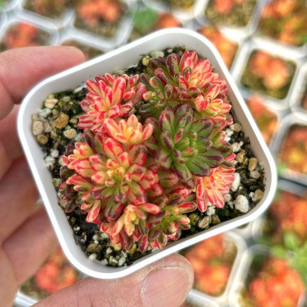 海外から輸入の多肉植物です。当農場がカット苗を発根し、鉢上げしたものをお送りします。サイズ：2.5寸鉢※写真は見本です。実際のお届けの苗と大きさ、姿が異なることがございます。※子が付いている写真の場合は子が付いていないものが届くことがありま...