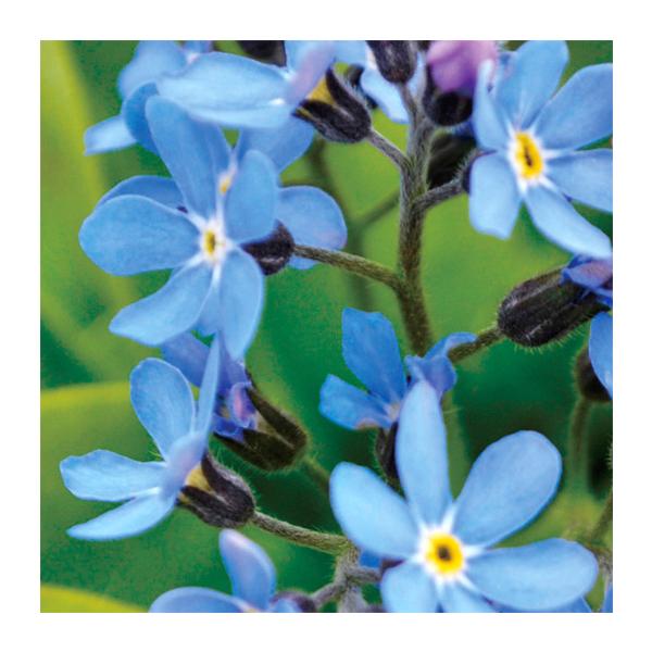 秋から春にかけて長く咲きます。可憐な花が咲き、春の訪れに彩を添えてくれます。サイズ：3寸鉢※写真は見本です。実際のお届けの苗と大きさや姿が異なることがございます。※花はついておりません。