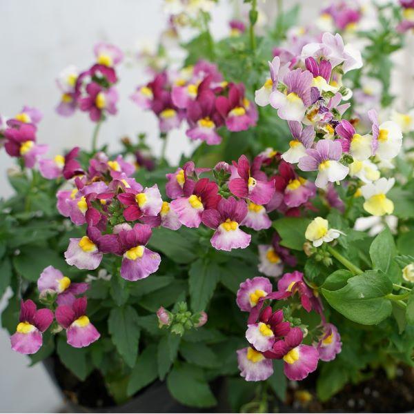 ネメシア アロマンス バニラチェリーは、深い赤紫色(チェリー色)とピンクパープル色が対象的に配置されたコントラストがキレイなツートーンカラーのネメシアです。開花期には、バニラの甘い香りに包まれます。長期間かわいい花が楽しめます。サイズ：3寸...