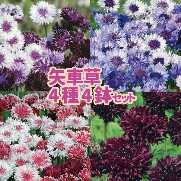 矢車草4種類各1鉢　計4鉢のセットです。＜セット内容＞・クラシックマジック・クラシックファンタスティック・クラシックロマンティック・ブラックボール切り花にも使用できます。非常に育てやすく、こぼれ種でも増えていきます。耐寒性があり、秋から植え...