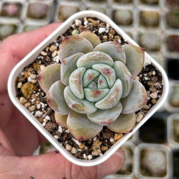 海外から輸入のエケベリアです。当農場がカット苗を発根し、鉢上げしたものをお送りします。サイズ：2.5寸鉢※写真は見本です。実際のお届けの苗と大きさや姿が異なることがございます。※子が付いている写真の場合は子が付いていないものが届くことがあり...