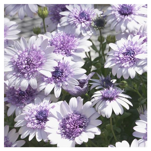 個性的な花色のオステオスペルマムです。草姿はコンパクトで芽数が多く株いっぱいに花を咲かせます。春から初夏にかけて開花します。※霜による白い斑点が葉についている苗があります。サイズ：3寸鉢（写真2枚目参照）※写真は見本です。実際のお届けの苗と...