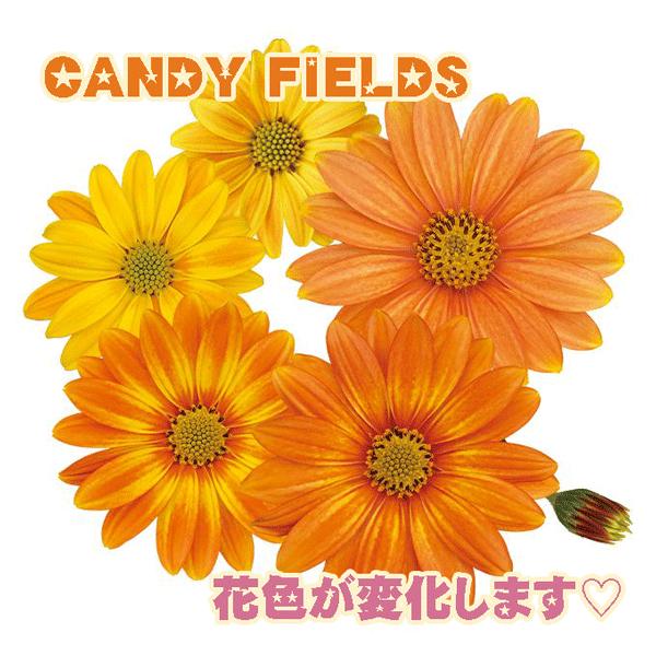 個性的な花色のオステオスペルマムです。草姿はコンパクトで芽数が多く株いっぱいに花を咲かせます。春から初夏にかけて開花します。※霜による白い斑点が葉についている苗があります。サイズ：3寸鉢（写真3枚目参照）※写真は見本です。実際のお届けの苗と...