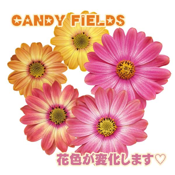 個性的な花色のオステオスペルマムです。草姿はコンパクトで芽数が多く株いっぱいに花を咲かせます。春から初夏にかけて開花します。※霜による白い斑点が葉についている苗があります。サイズ：3寸鉢（写真3枚目参照）※写真は見本です。実際のお届けの苗と...