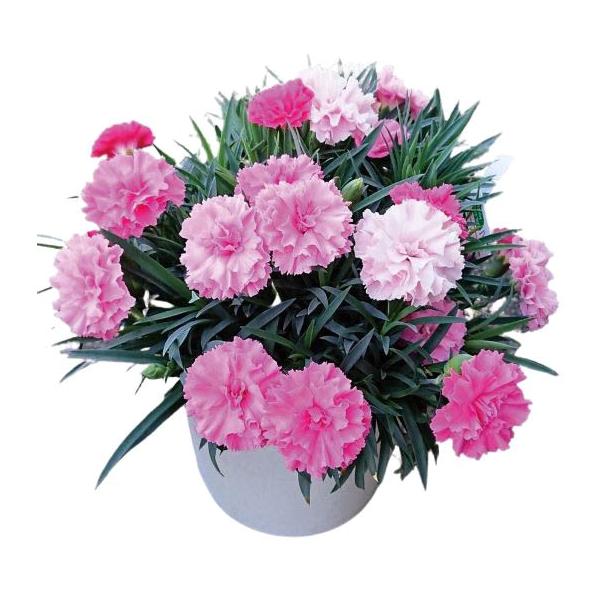 春から晩秋まで長期間花を楽しめる品種になります。株はコンパクトにまとまり、ボリュームのある草姿になります。サイズ：3寸鉢（写真2枚目参照）※写真は見本です。実際のお届けの苗と大きさや姿が異なることがございます。※季節により葉の色が濃くなった...