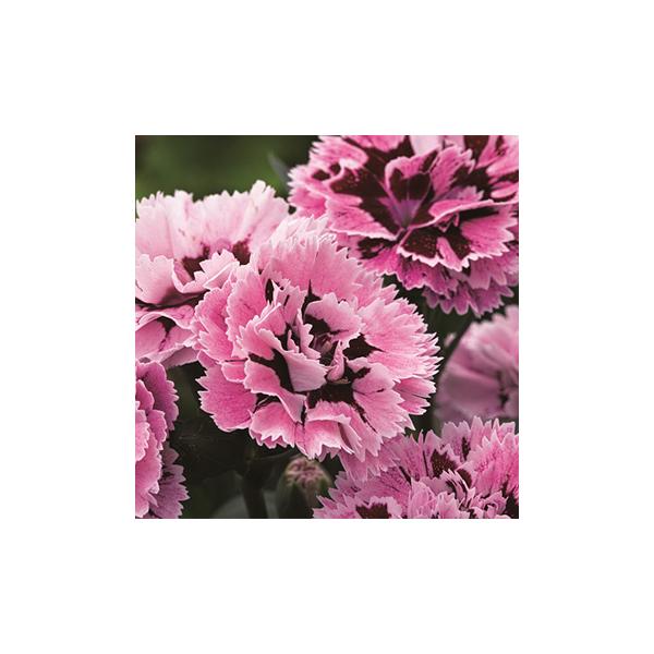 春から晩秋まで長期間花を楽しめる品種になります。株はコンパクトにまとまり、ボリュームのある草姿になります。サイズ：3寸鉢（写真2枚目参照）※写真は見本です。実際のお届けの苗と大きさや姿が異なることがございます。※季節により葉の色が濃くなった...