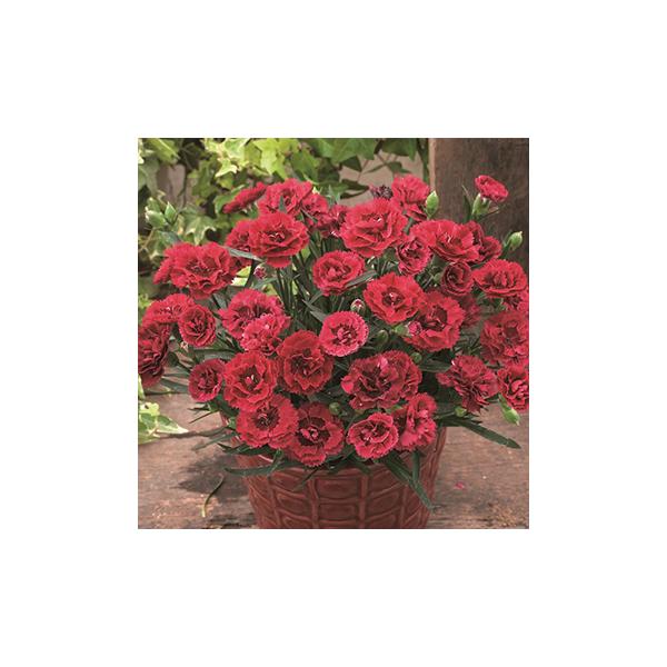 春から晩秋まで長期間花を楽しめる品種になります。株はコンパクトにまとまり、ボリュームのある草姿になります。サイズ：3寸鉢（写真2枚目参照）※写真は見本です。実際のお届けの苗と大きさや姿が異なることがございます。※季節により葉の色が濃くなった...