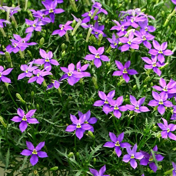 星のような可愛いお花が咲きます！！真夏にも強く、晩秋まで長く花が咲きます！サイズ：3寸鉢（写真3枚目参照）※写真は見本です。実際のお届けの苗と大きさや姿が異なることがございます。※花はついておりません。※登録品種につき、販売目的での増殖は禁...