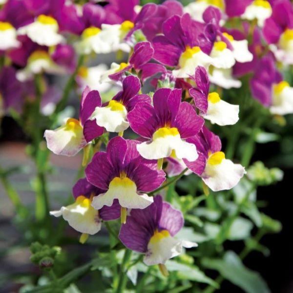 ネメシア アロマンス ライチグレープは、紫色(グレープ色)とクリームイエローが対象的に配置されたコントラストがキレイなツートーンカラーのネメシアです。開花期には、フルーティな幸せな香りに包まれます。長期間かわいい花が楽しめます。サイズ：3寸...