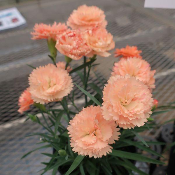 春から晩秋まで長期間花を楽しめる品種になります。株はコンパクトにまとまり、ボリュームのある草姿になります。サイズ：3寸鉢（写真2枚目参照）※写真は見本です。実際のお届けの苗と大きさや姿が異なることがございます。※季節により葉の色が濃くなった...