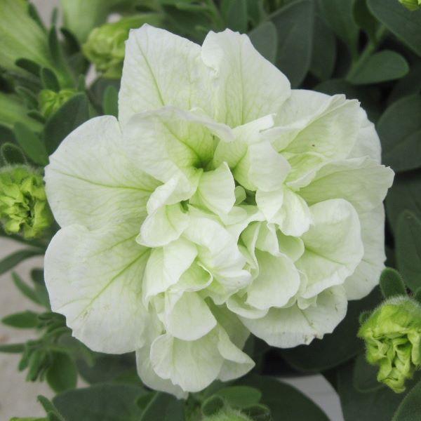 優しい色合いの花色が魅力のペチュニアです。草姿、花色、花形も多様なバリエーションが魅力で、暑さ、乾燥にも強く、夏の花壇を彩るのに欠かせないお花です。サイズ：3寸鉢（写真2枚目参照）※写真は見本です。実際のお届けの苗と大きさや姿が異なることが...