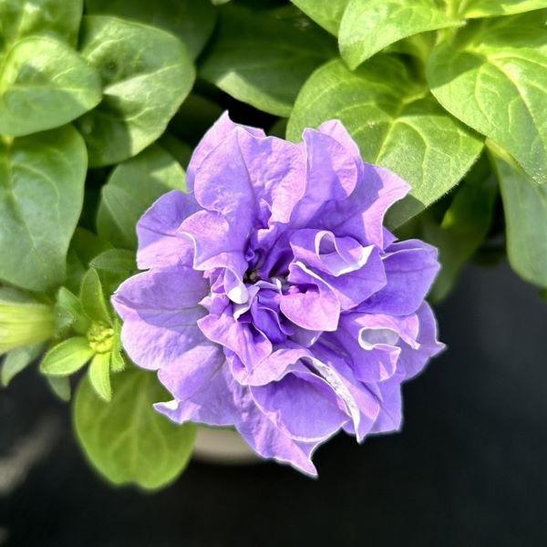 優しい色合いの花色が魅力のペチュニアです。草姿、花色、花形も多様なバリエーションが魅力で、暑さ、乾燥にも強く、夏の花壇を彩るのに欠かせないお花です。サイズ：3寸鉢（写真2枚目参照）※写真は見本です。実際のお届けの苗と大きさや姿が異なることが...
