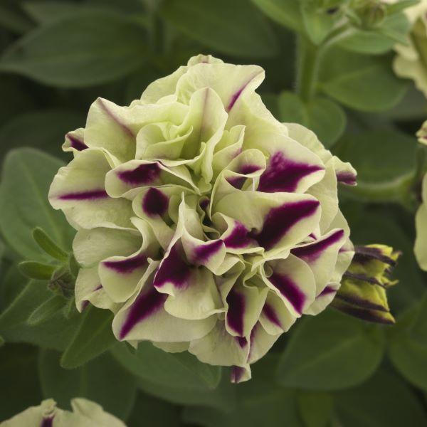 ユニークな花色で大輪の花を咲かせます。夏の花壇を彩るのに欠かせないお花です。サイズ：3寸鉢（写真3枚目参照）※写真は見本です。実際のお届けの苗と大きさや姿が異なることがございます。※花はついておりません。※季節によっては花の色が若干異なるこ...