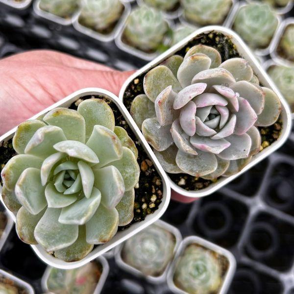 海外から輸入のエケベリアです。当農場がカット苗を発根し、鉢上げしたものをお送りします。※色幅があります。サイズ：2.5寸鉢※写真は見本です。実際のお届けの苗と大きさや姿が異なることがございます。※子が付いている写真の場合は子が付いていないも...