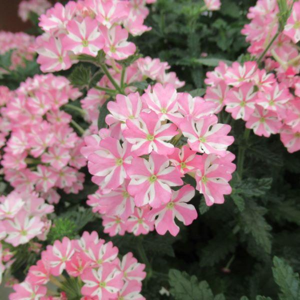 大輪の花を咲かせ、病気にも強い、宿根性のバーベナです。かわいい桜色の花を咲かせます。株はコンパクトにまとまり、ボリュームのある草姿になります。1株でも大きく育ち、春、秋とお楽しみいただけます。サイズ：3寸鉢（写真2枚目参照）※写真は見本です...