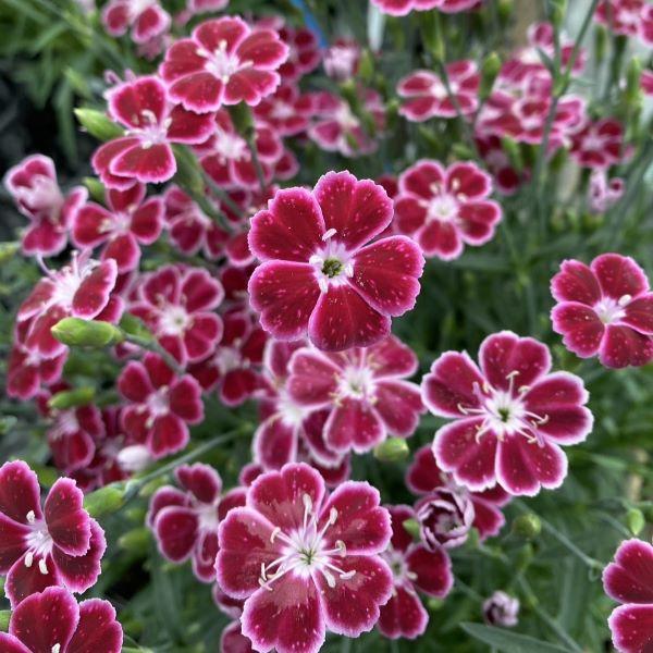 春から晩秋まで長期間花を楽しめる品種になります。株はコンパクトにまとまり、ボリュームのある草姿になります。サイズ：3寸鉢（写真4枚目参照）※写真は見本です。実際のお届けの苗と大きさや姿が異なることがございます。※季節により葉の色が濃くなった...