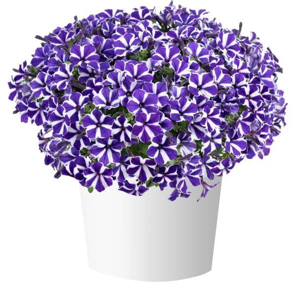 一般的なペチュニアに比べて分枝が多く、花も強く雨に強いです。花も多く、夏にも強く、普通のペチュニアとは桁外れのペチュニアです！※寒さで単色が咲くことがあります。サイズ：3寸鉢（写真3枚目参照）※写真は見本です。実際のお届けの苗と大きさや姿が...