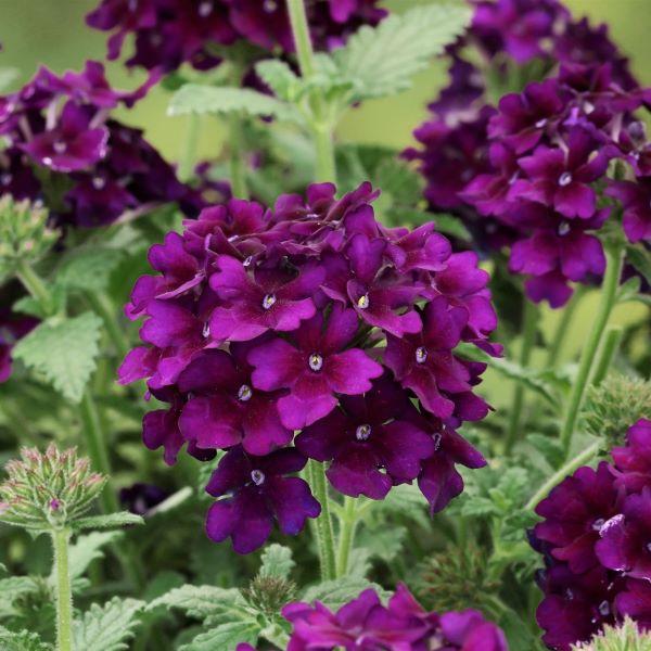 大輪の花を咲かせ、病気にも強い、宿根性のバーベナです。濃いパープルの魅力的な花を咲かせます。株はコンパクトにまとまり、ボリュームのある草姿になります。1株でも大きく育ち、春、秋とお楽しみいただけます。サイズ：3寸鉢（写真3枚目参照）※写真は...