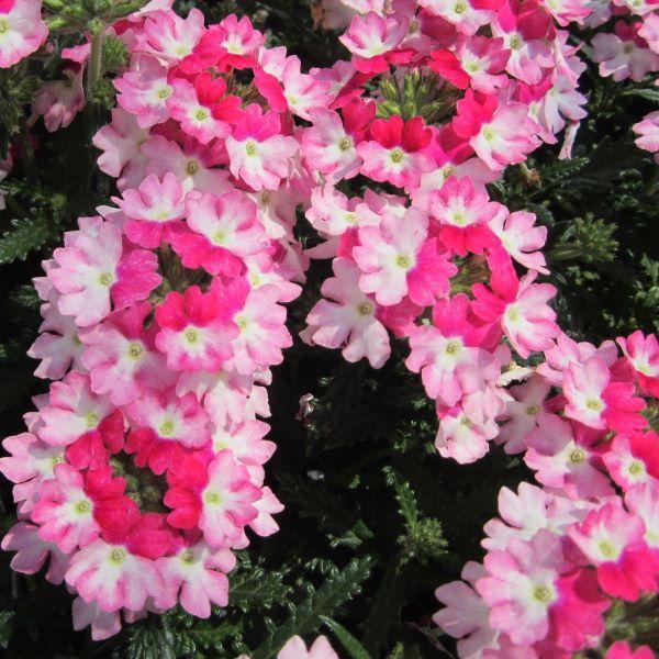大輪の花を咲かせ、病気にも強い、宿根性のバーベナです。株はコンパクトにまとまり、ボリュームのある草姿になります。1株でも大きく育ち、春、秋とお楽しみいただけます。サイズ：3寸鉢（写真2枚目参照）※写真は見本です。実際のお届けの苗と大きさや姿...