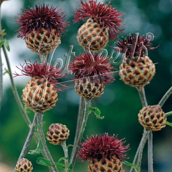 宿根タイプの矢車草です。切り花にも使用できます。サイズ：3寸鉢※写真は見本です。実際のお届けの苗と大きさや姿が異なることがございます。※花はついておりません。
