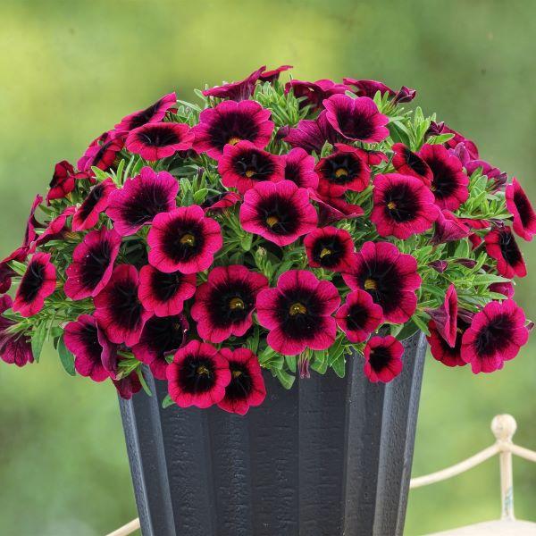 赤紫に中心が黒色花のカリブラコアです。高温期でもこの派手な花色は色あせにくく、インパクトがある品種です。サイズ：3寸鉢（写真3枚目参照）※写真は見本です。実際のお届けの苗と大きさや姿が異なることがございます。季節により色の幅があります。※花...
