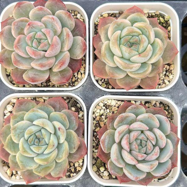 海外から輸入のエケベリアです。当農場がカット苗を発根し、鉢上げしたものをお送りします。サイズ：2.5寸鉢※写真は見本です。実際のお届けの苗と大きさや姿が異なることがございます。※子が付いている写真の場合は子が付いていないものが届くことがあり...