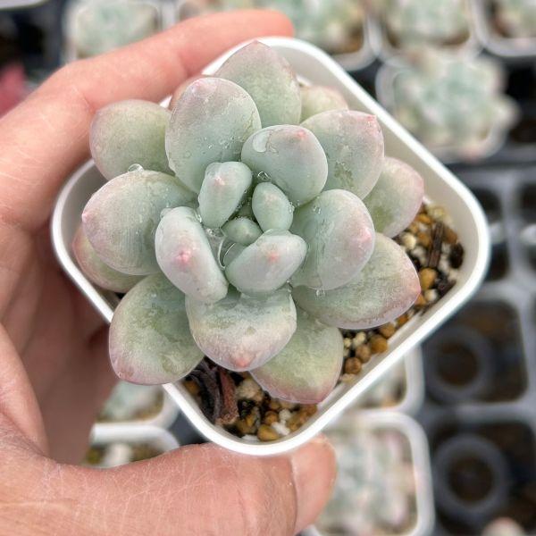 海外から輸入の多肉植物です。当農場がカット苗を発根し、鉢上げしたものをお送りします。丸くぷっくりとした葉がかわいらしい多肉植物です。※この品種はふらつきがあり、落葉しやすい品種になりますので、到着時葉が2〜3枚程度落ちている場合があります。...