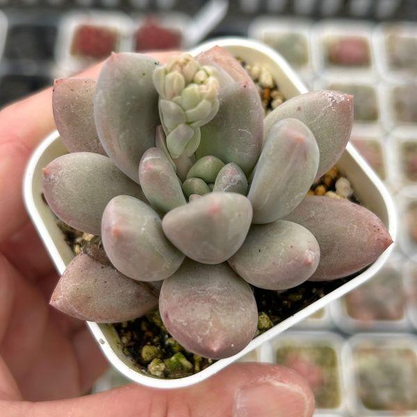 海外から輸入の多肉植物です。当農場がカット苗を発根し、鉢上げしたものをお送りします。丸くぷっくりとした葉がかわいらしい多肉植物です。※この品種はふらつきがあり、落葉しやすい品種になりますので、到着時葉が2〜3枚程度落ちている場合があります。...
